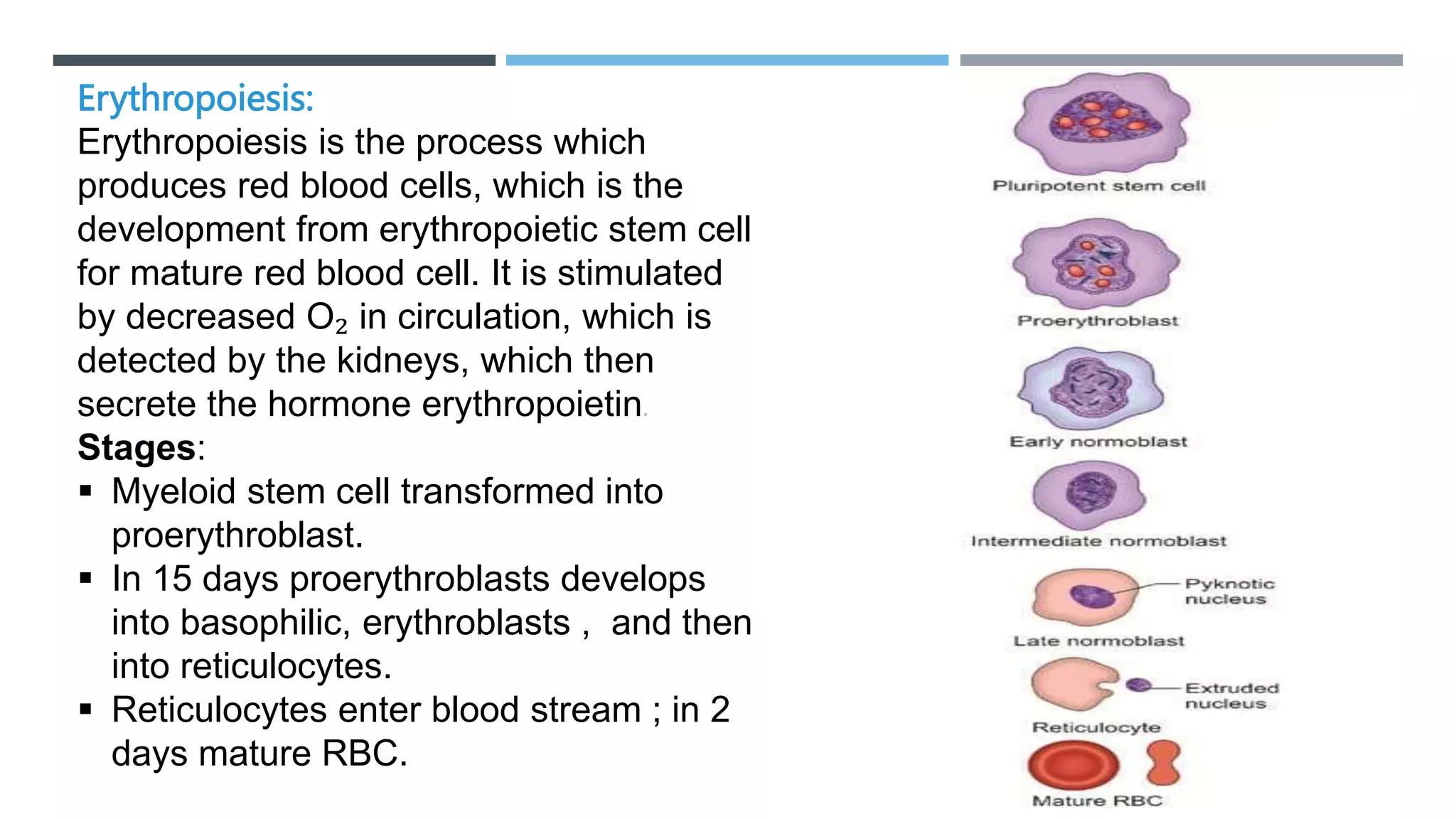 Hemopoiesis.pptx