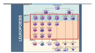 Hemopoiesis.pptx