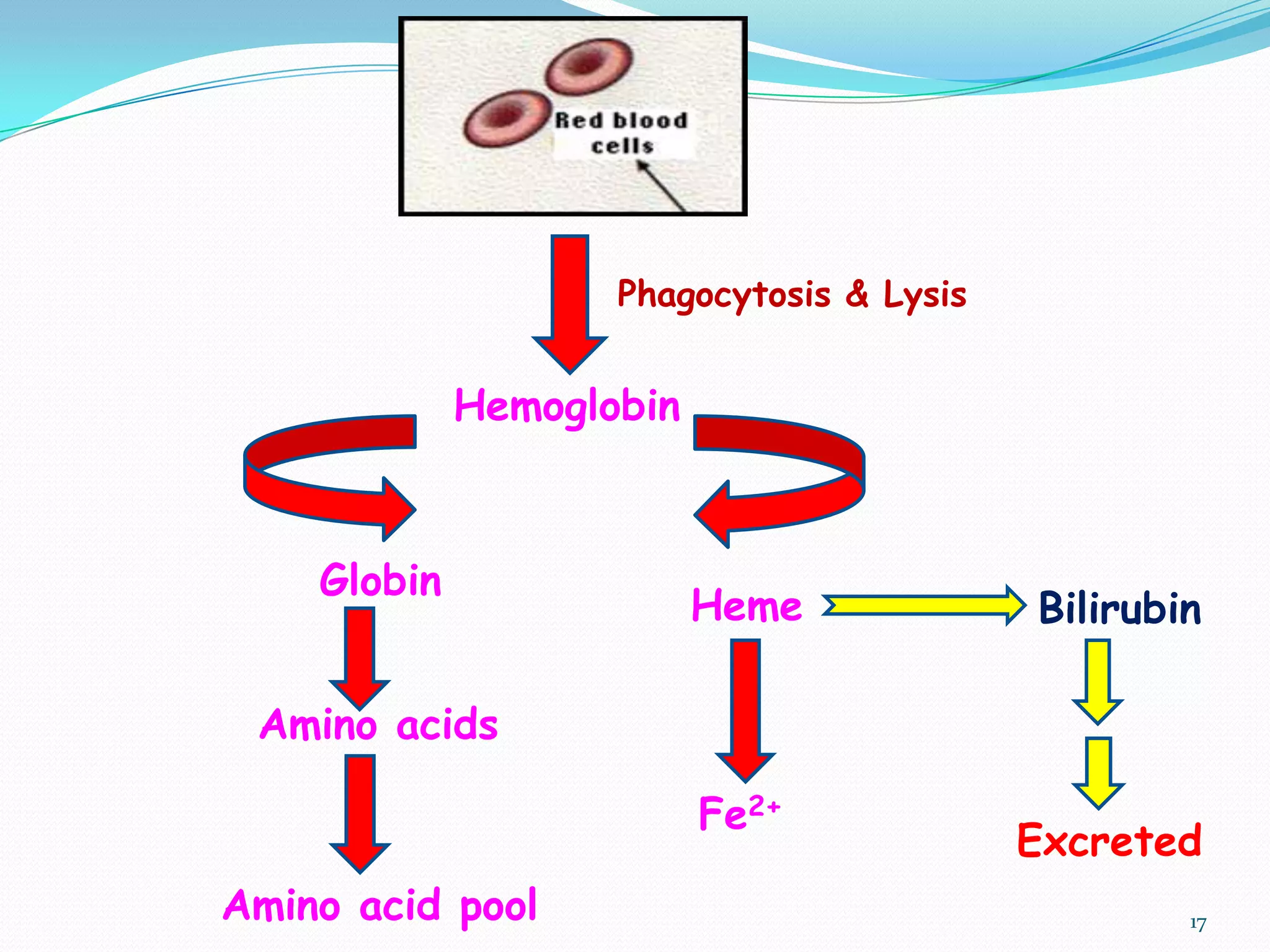 Heme metabolism dental2012 | PPTX