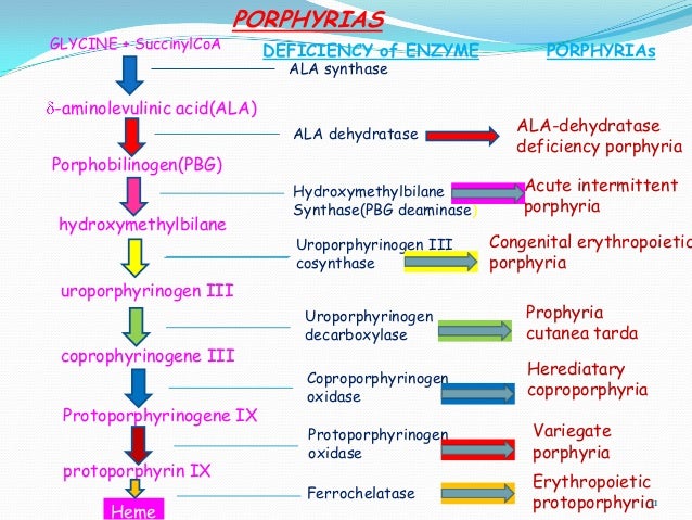 Heme Metabolism Dental2012
