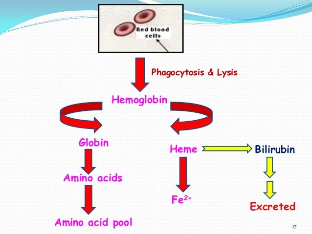 Heme metabolism dental2012