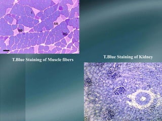 Theory_of_Staining.ppt