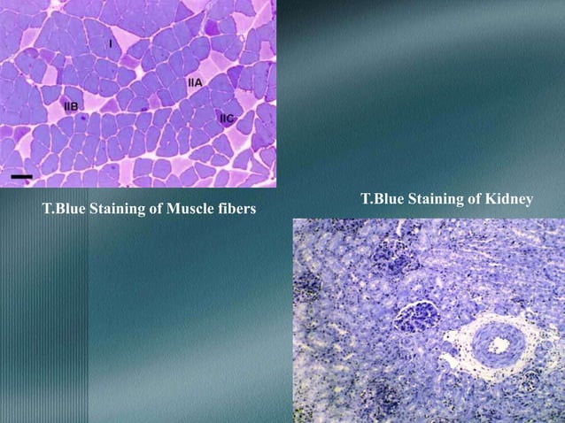 Theory_of_Staining.ppt