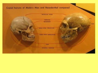 Human Origins and Development | PPT