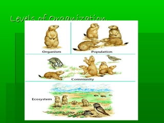 8 1-components of-an_ecosystem | PPT | Biological Sciences | Science