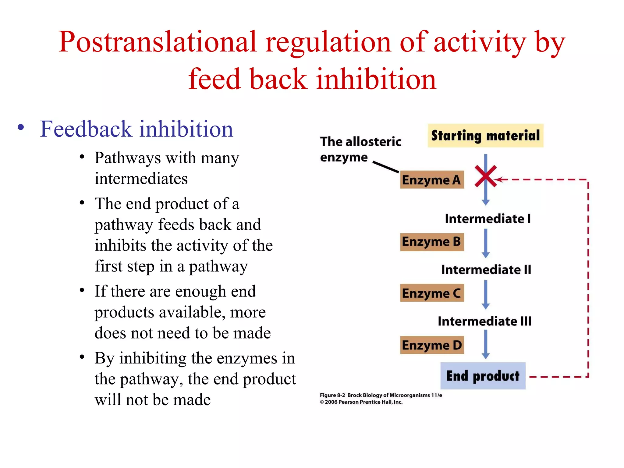 enzyme regulation | PPT