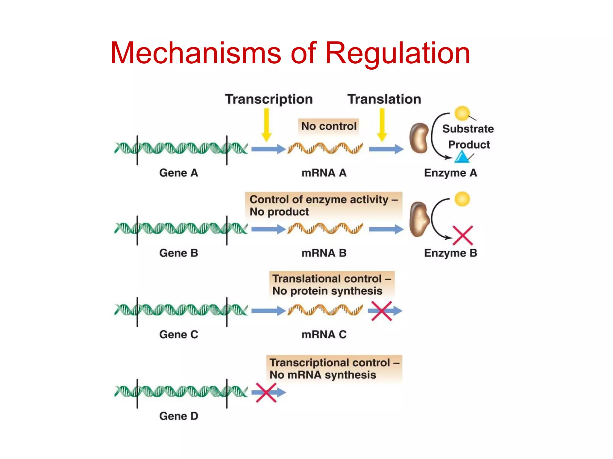 enzyme regulation | PPT