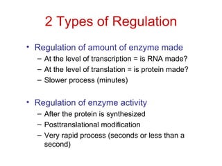 enzyme regulation | PPT