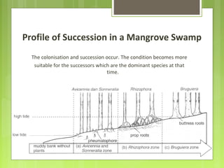 Biology Form 4: Chapter 8.2 Colonisation and Succession in an Ecosystem ...