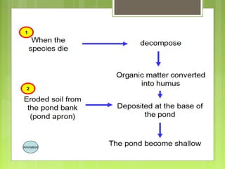 Biology Form 4: Chapter 8.2 Colonisation and Succession in an Ecosystem ...
