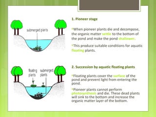 Biology Form 4: Chapter 8.2 Colonisation and Succession in an Ecosystem ...