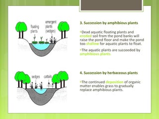 Biology Form 4: Chapter 8.2 Colonisation and Succession in an Ecosystem ...