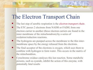 8.1 cell respiration | PPT