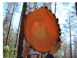 лекц 8 так | PPTX