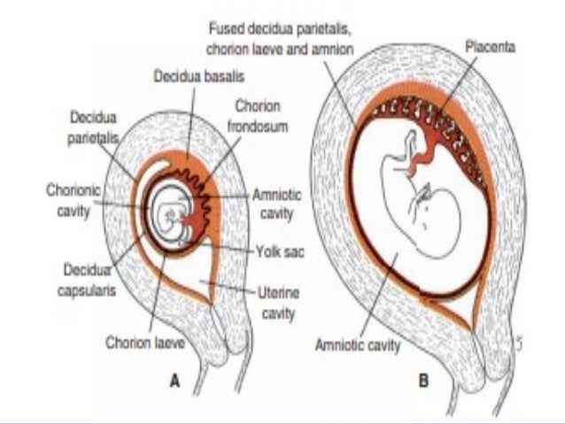 8.placenta