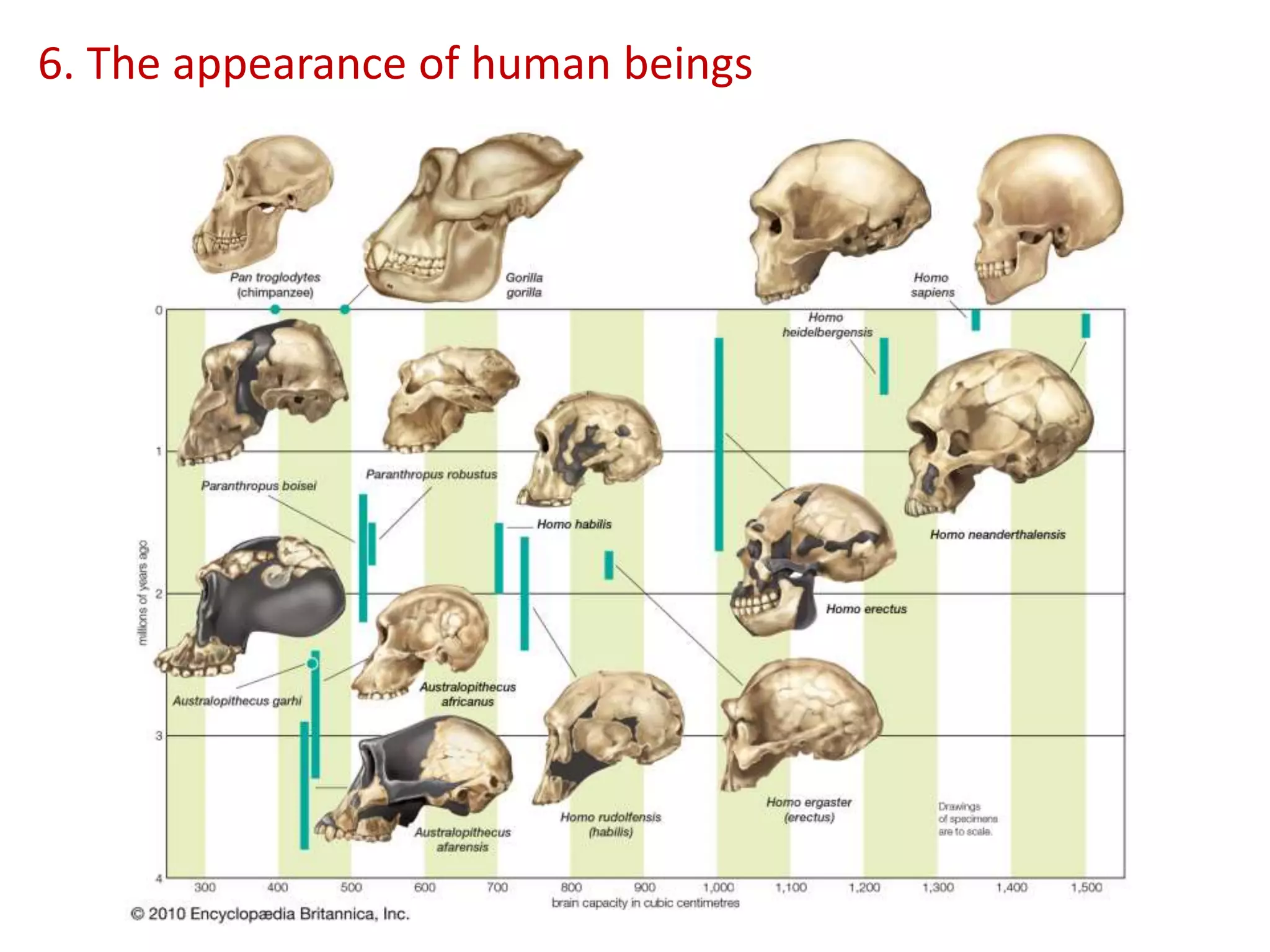 8. origin of life & evolution | PPTX