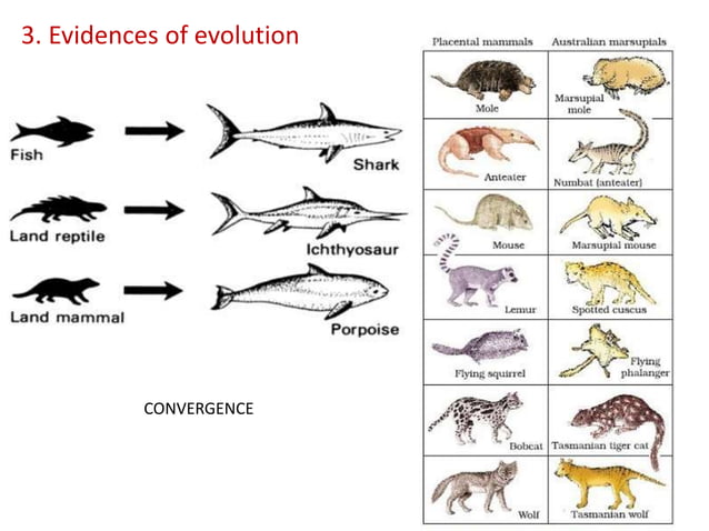8. origin of life & evolution