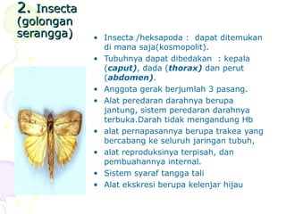 8. arthropoda | PPT