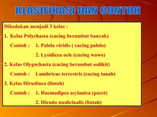 8. animalia nemat anellida | PPT