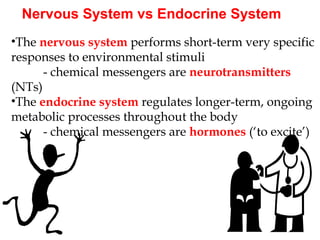 8. endocrine system | PPT