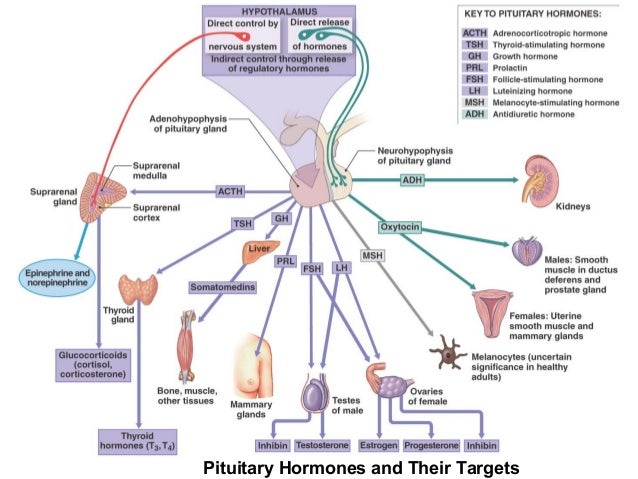 The Flowchart Of Hormones From Hypothalamus