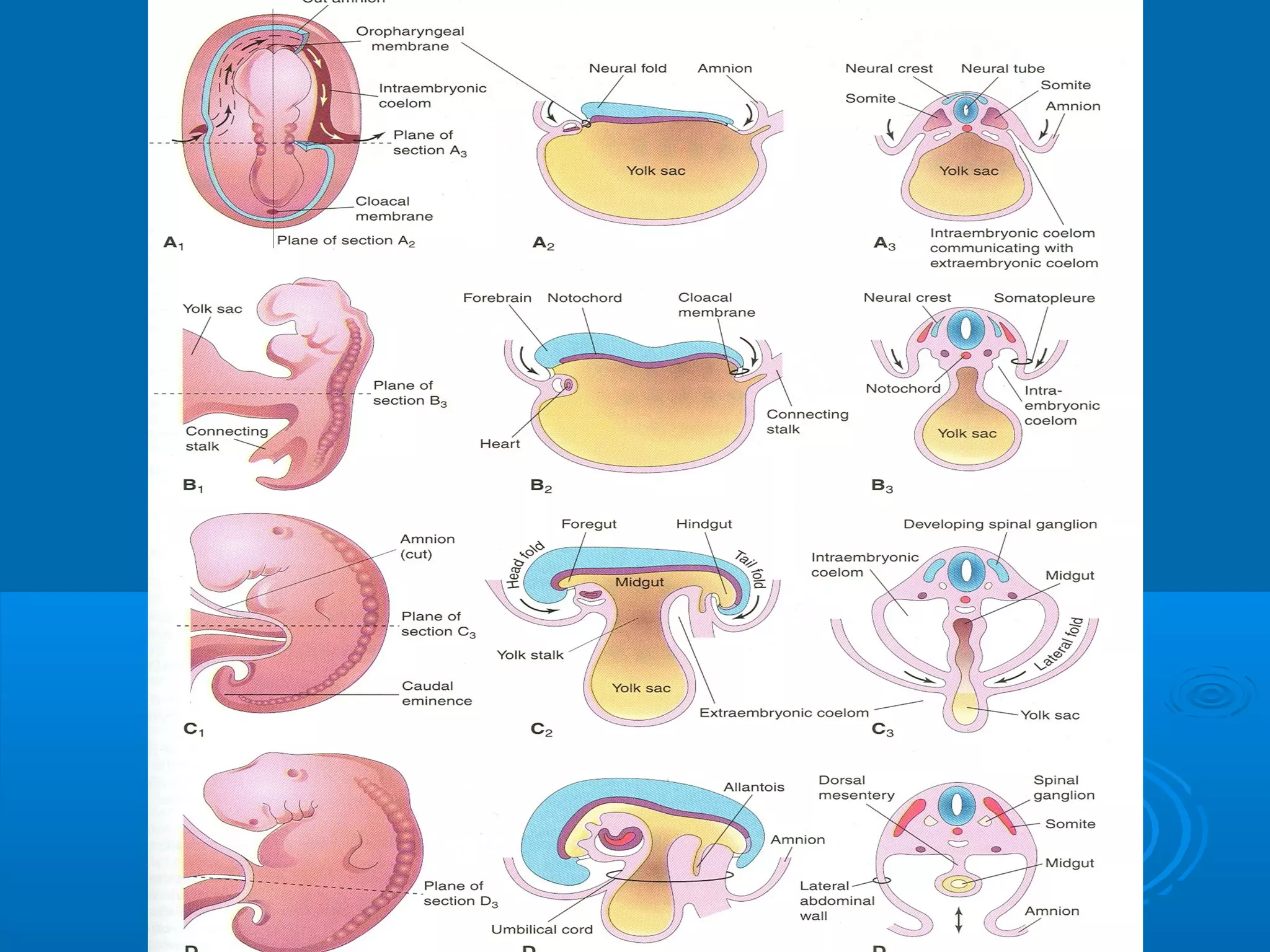 Folding of the Embryo | PPT