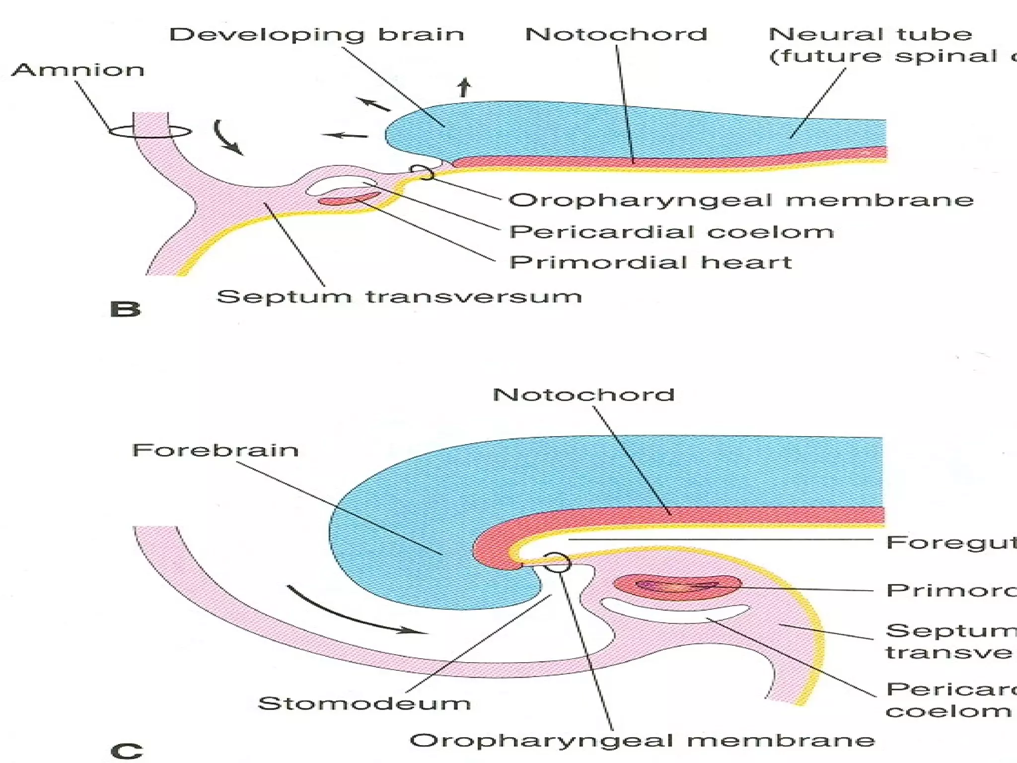 Folding of the Embryo | PPT