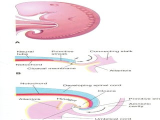 Folding of the Embryo | PPT