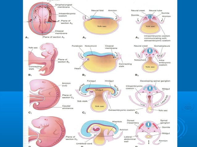 Folding of the Embryo | PPT