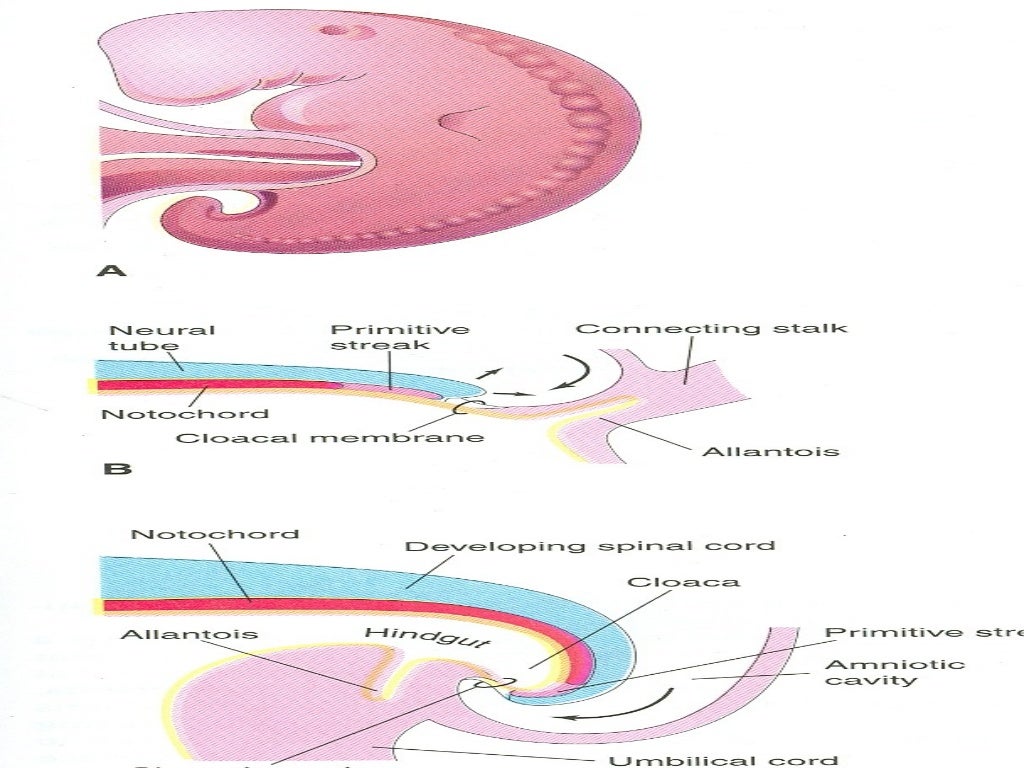 Folding of the Embryo