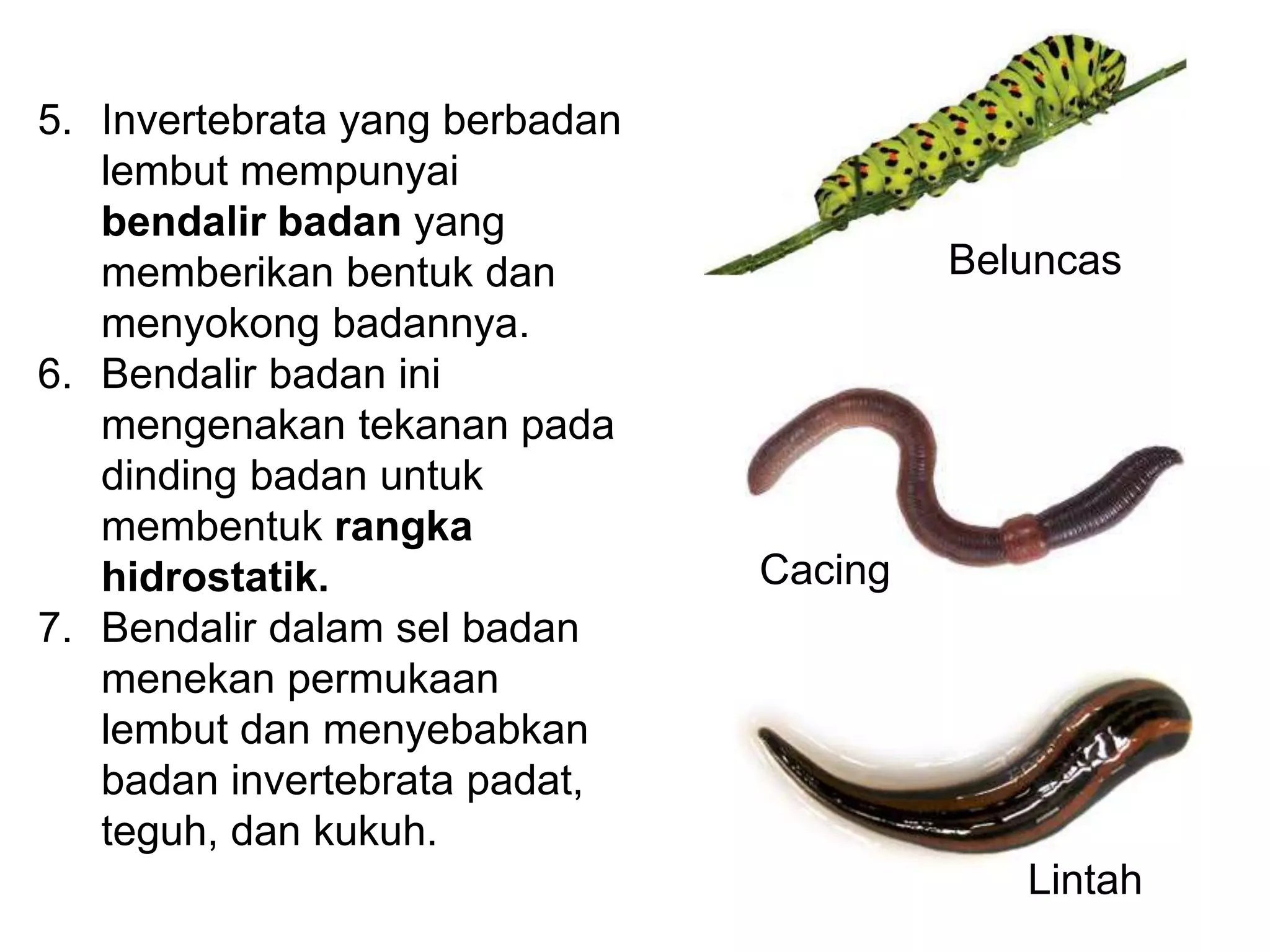 8.1 sistem sokongan haiwan | PPTX
