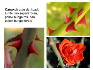 8.2 sistem sokongan dalam tumbuhan | PPTX