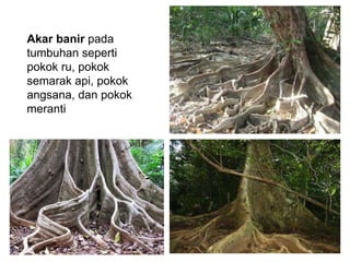 8.2 sistem sokongan dalam tumbuhan | PPTX