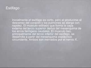 Embriología, aparato digestivo | PPT