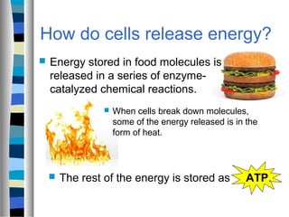 8.1 How Organisms Obtain Energy 2014 | PPT