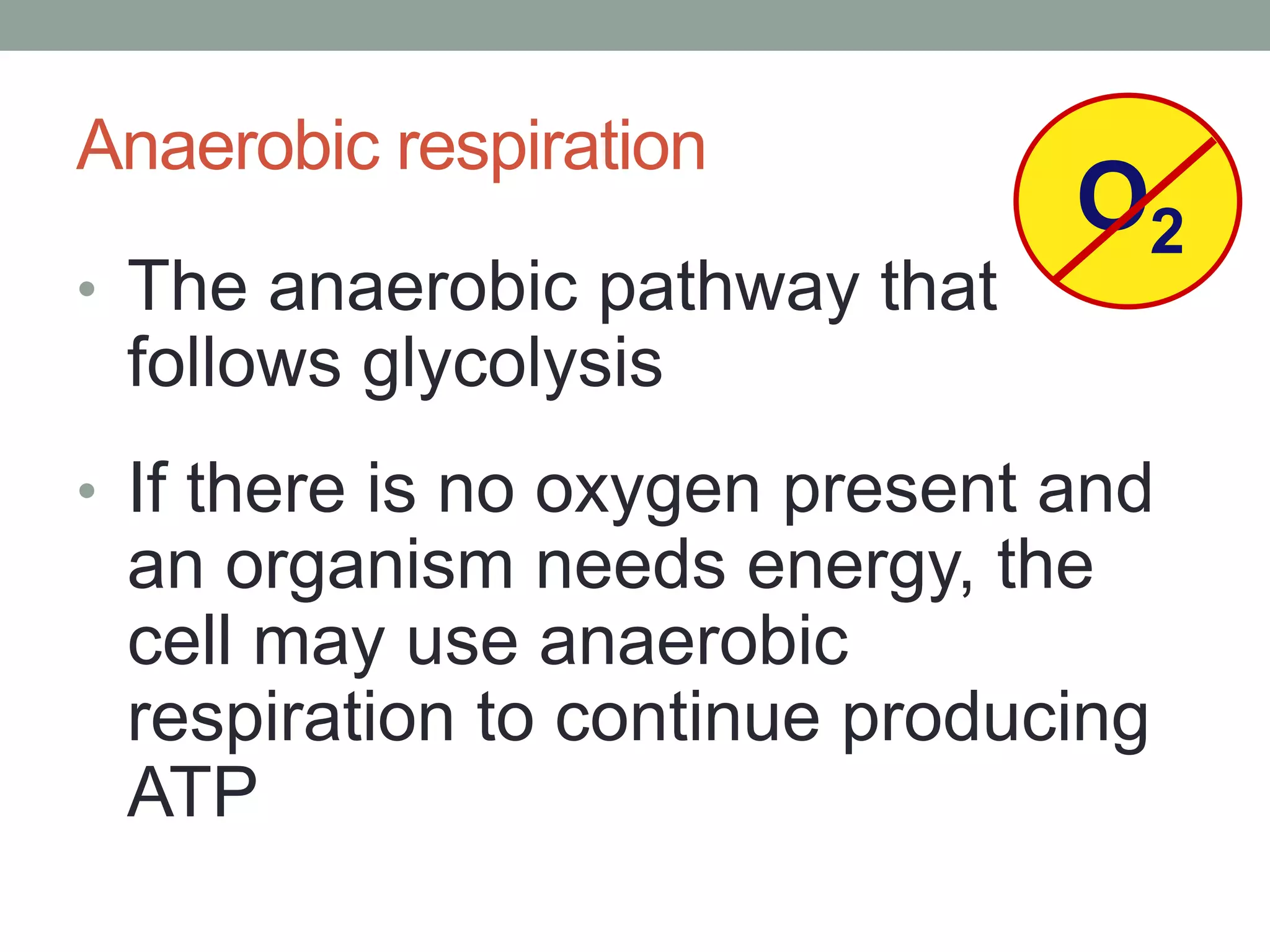 8.2 Cellular Respiration 2014 | PPTX