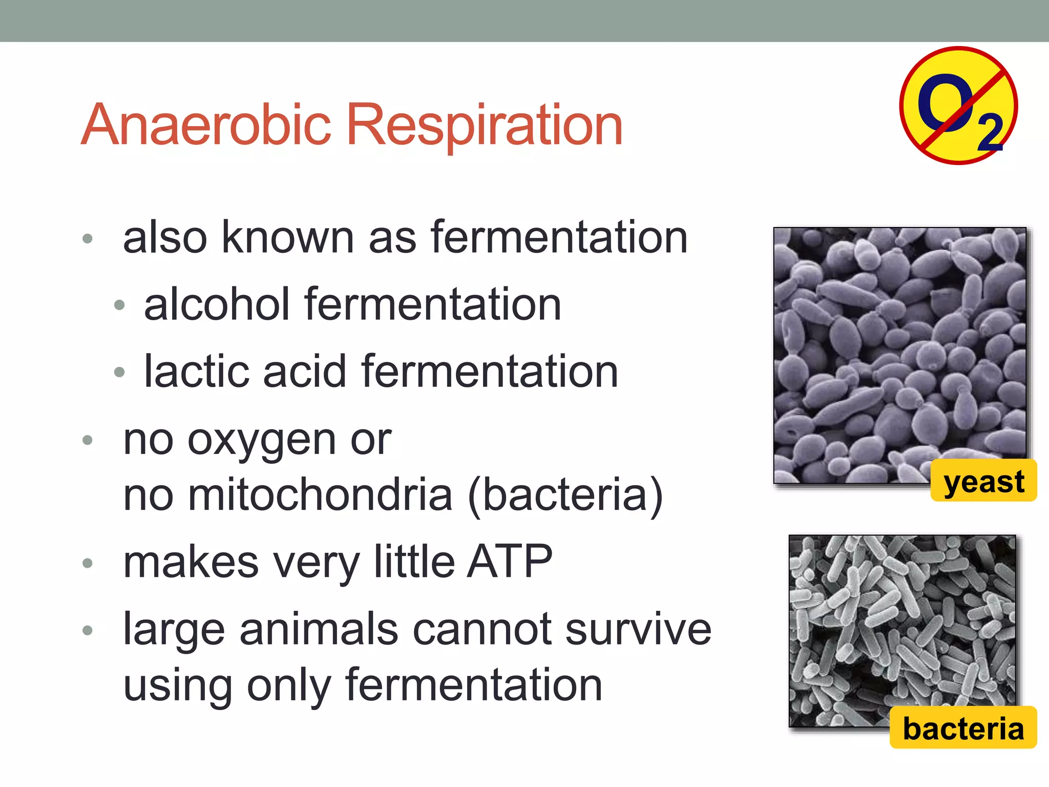8.3 cellular respiration 2014 | PPTX