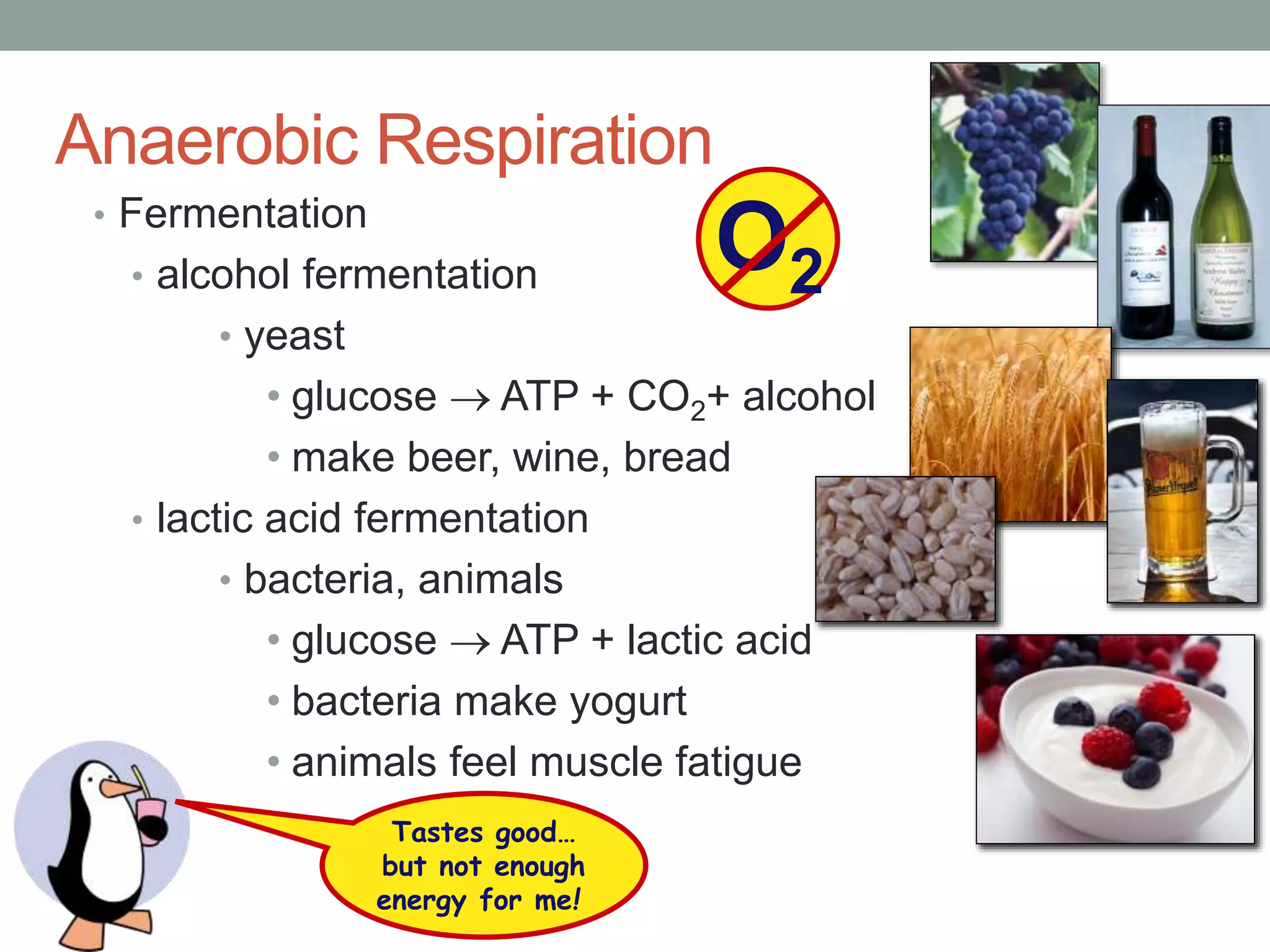 8.3 cellular respiration 2014 | PPTX