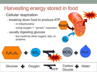 8.3 cellular respiration 2014 | PPTX