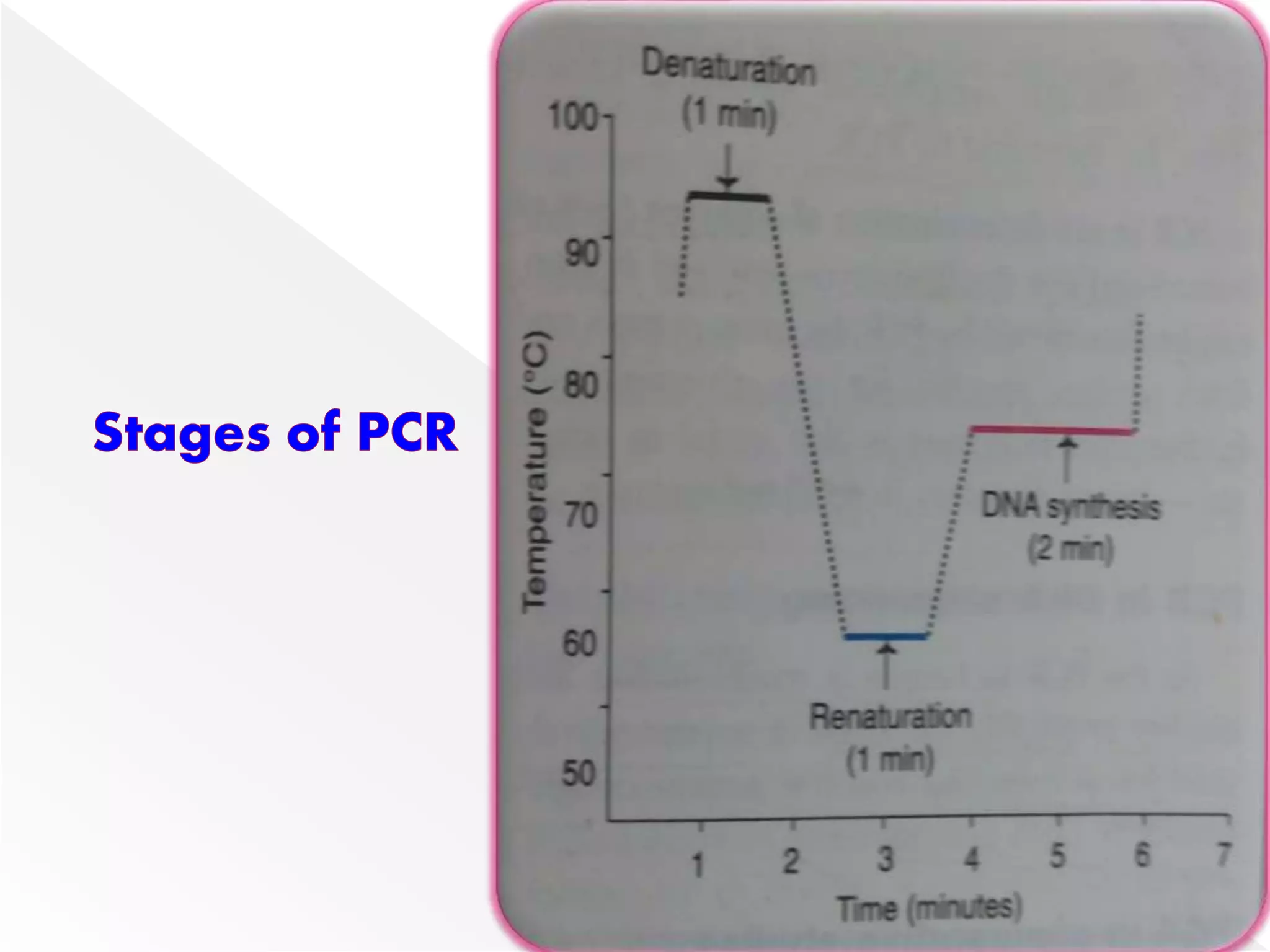 POLYMERASE CHAIN REACTION (PCR) | PPTX