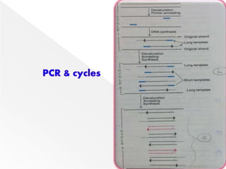 POLYMERASE CHAIN REACTION (PCR) | PPTX