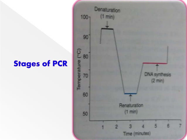 POLYMERASE CHAIN REACTION (PCR) | PPTX