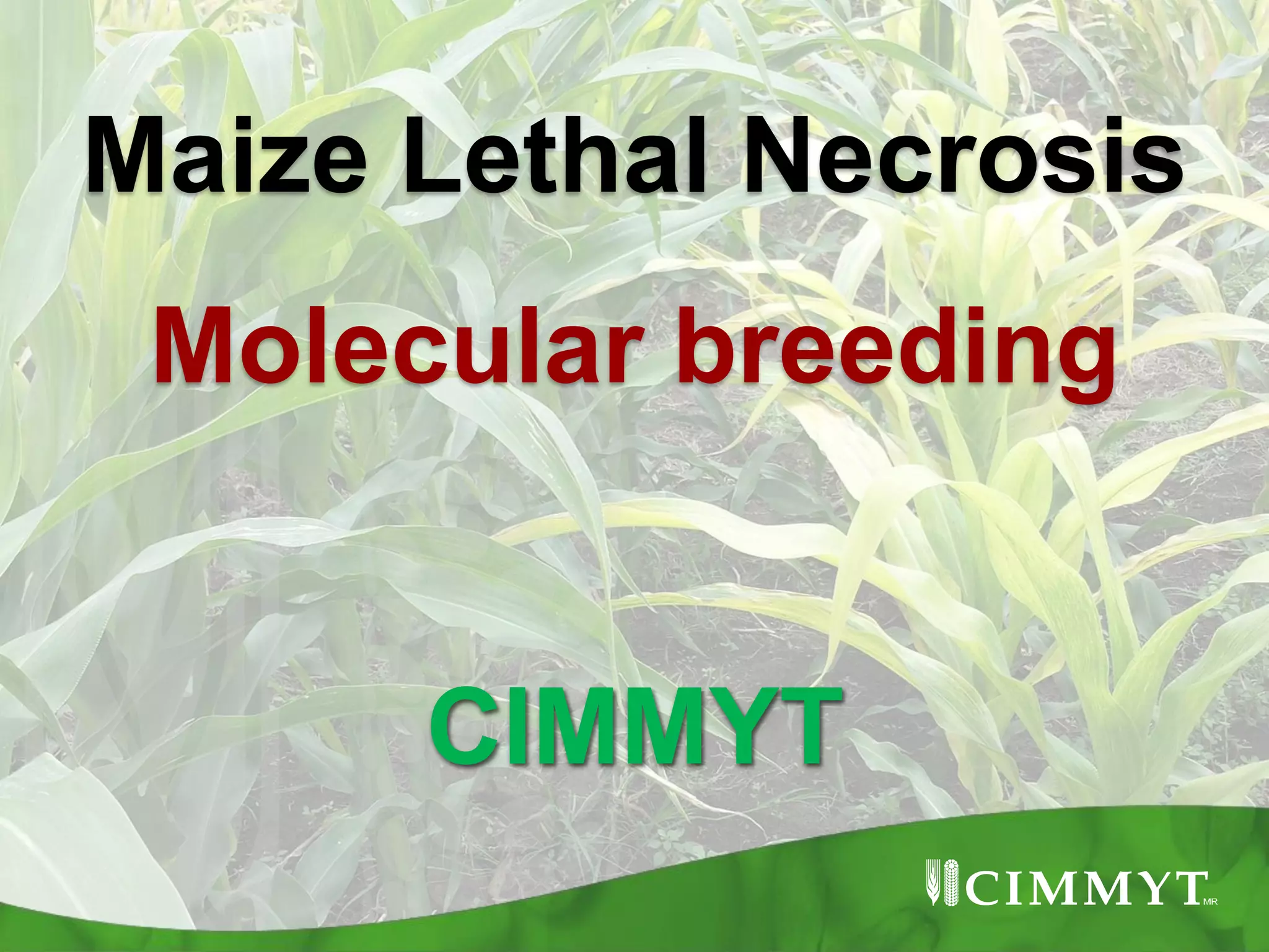 MLN Workshop: Maize lethal necrosis molecular breeding -- M Gowde | PPT