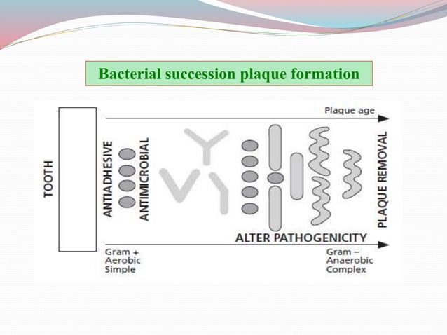 Chemical Plaque Control | PPTX | Oral care | Personal Care