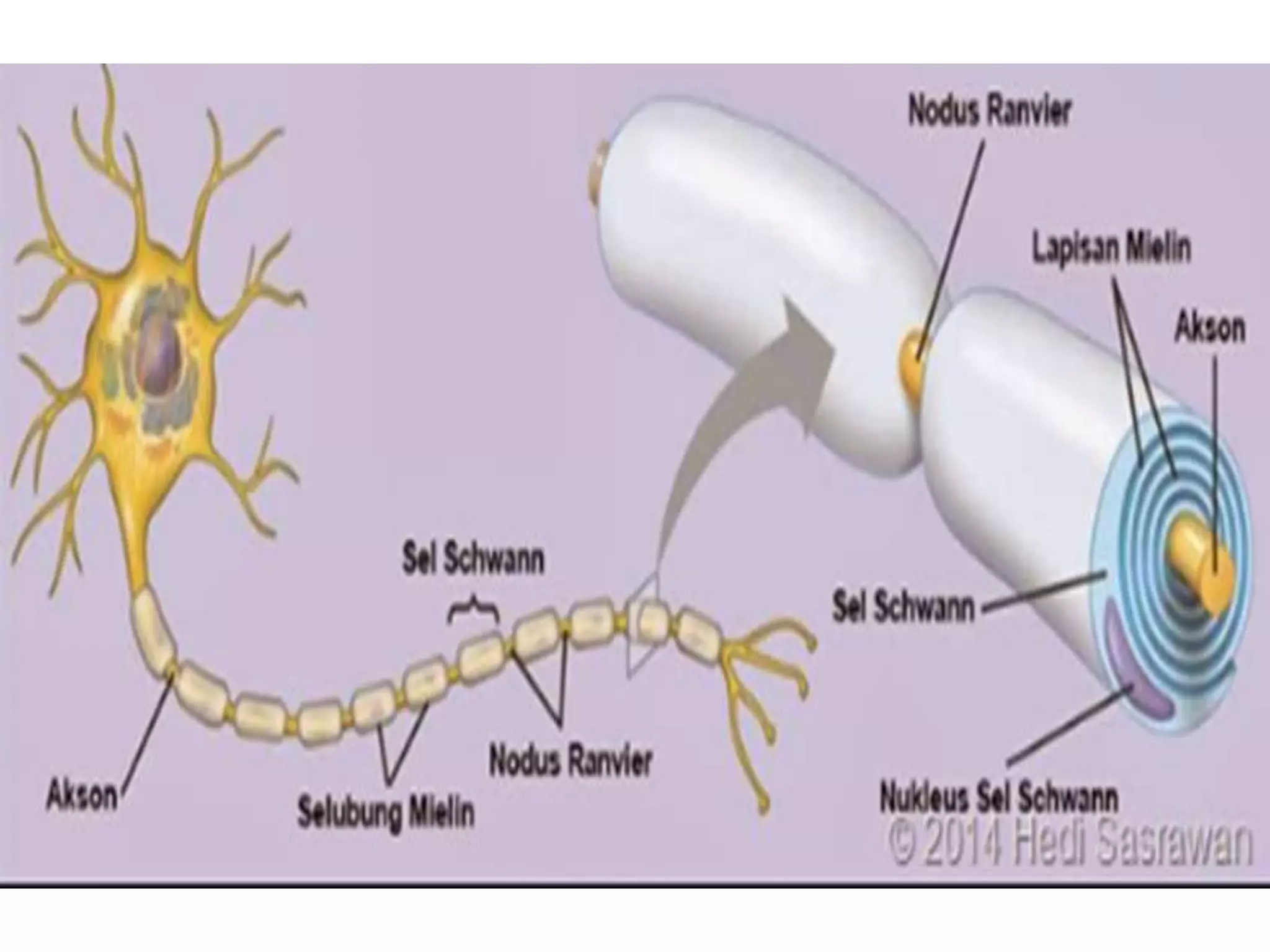 8. jaringan saraf | PPT