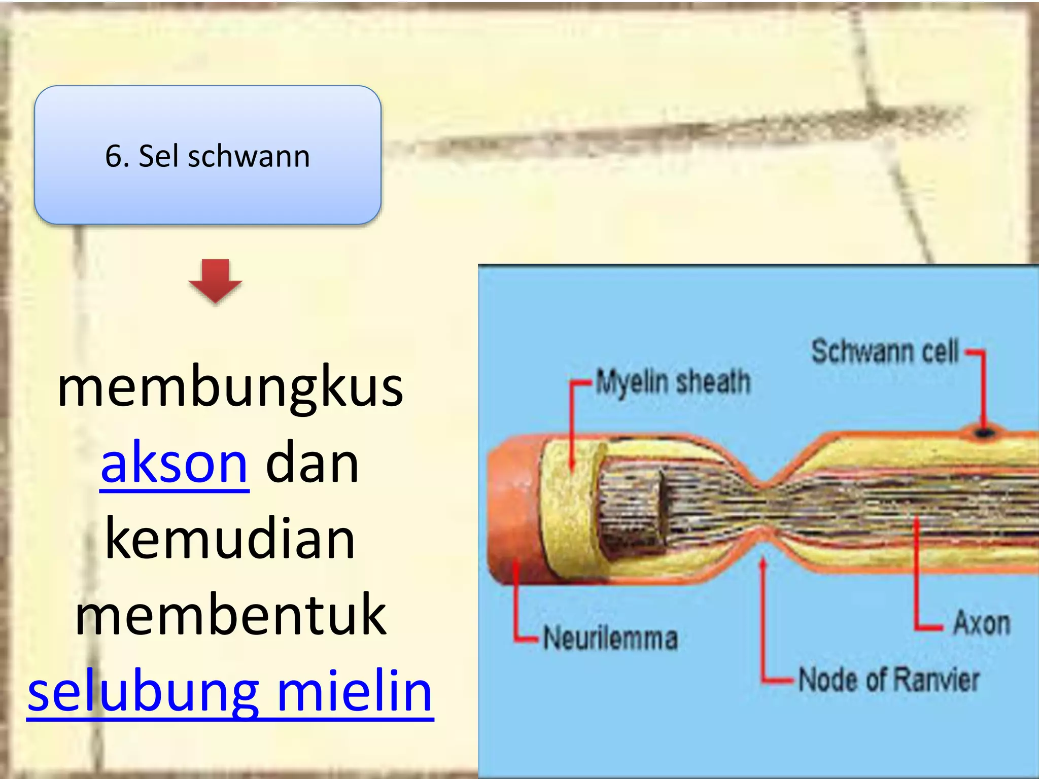 8. jaringan saraf | PPT