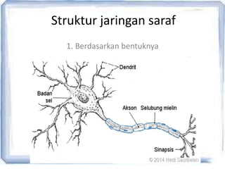 8. jaringan saraf | PPT
