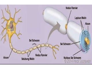 8. jaringan saraf | PPT