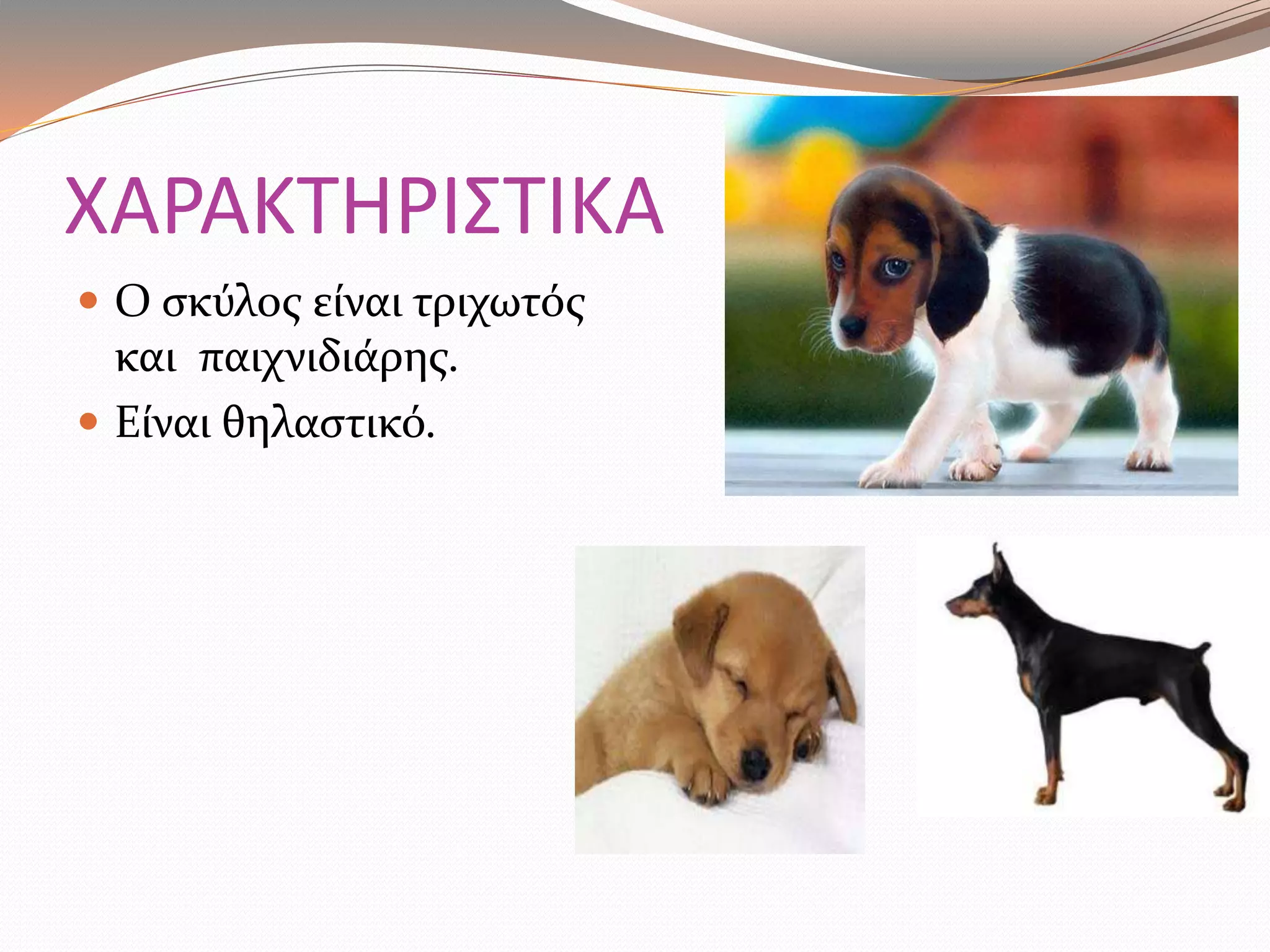 ΣΚΥΛΑΚΙ | PPT