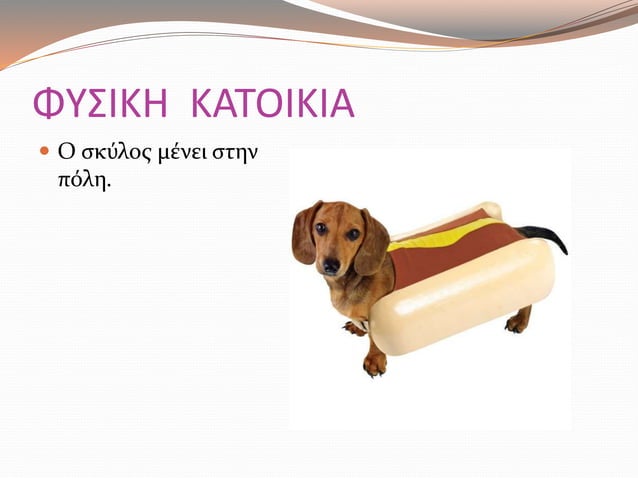 ΣΚΥΛΑΚΙ | PPT | Free Download